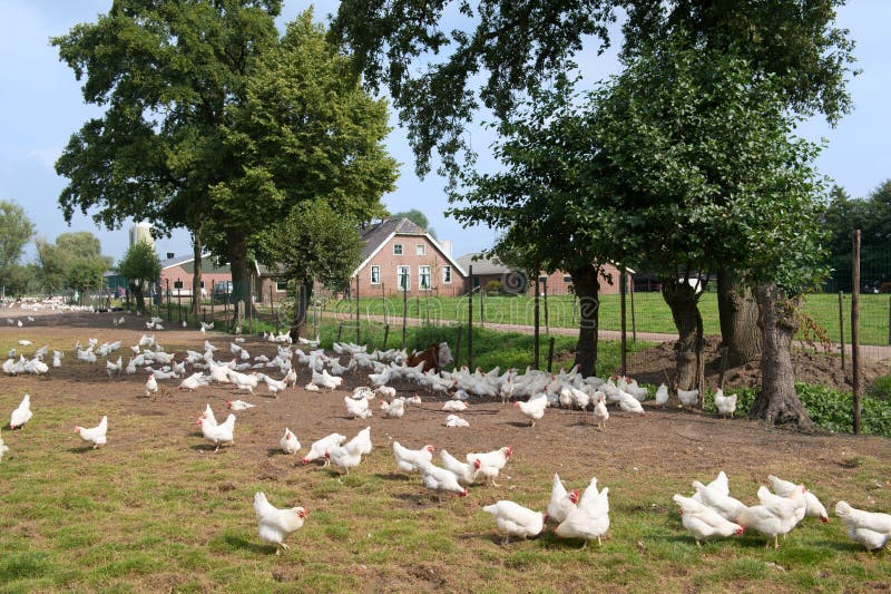 Chicken farm stock image. Image of white, field, walking - 37809621