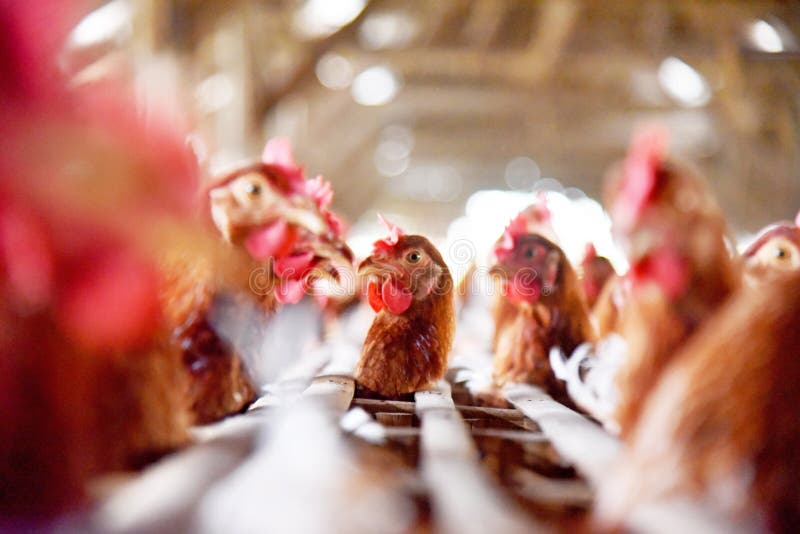 Chicken Farm with Many Healthy Chicken and Fresh Egg Stock Image ...