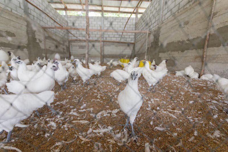 Chicken in farm stock image. Image of feed, hatchery - 118771929