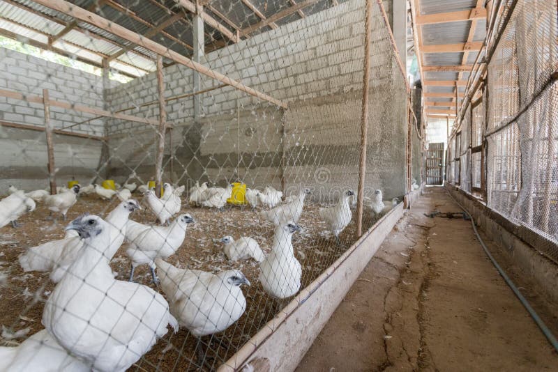 Chicken in farm stock photo. Image of farming, industry - 118771930