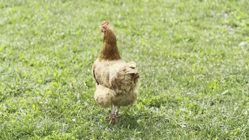 Chicken Farm Nature in Chicken Run Stock Footage - Video of eating ...
