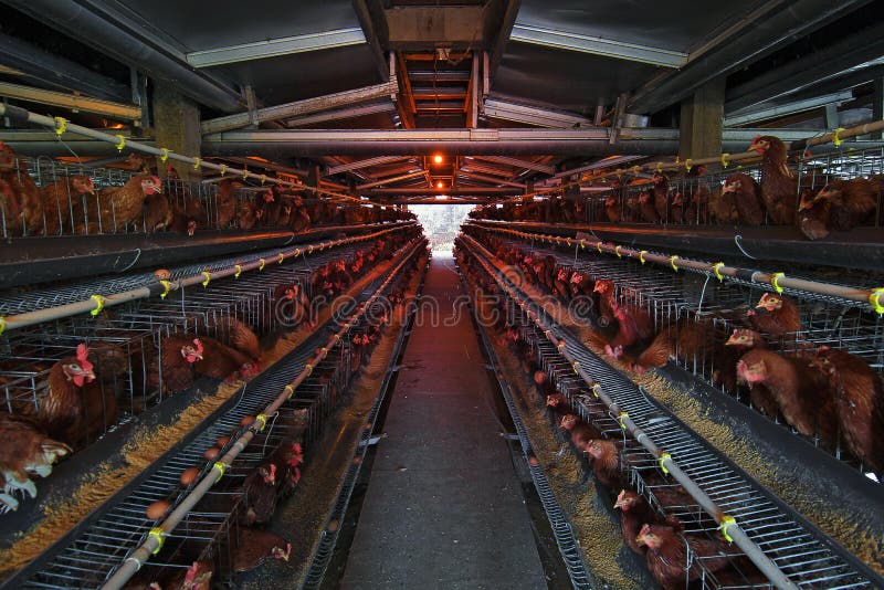 Chicken Farm, Chicken Poop, Chicken Egg Stock Photo - Image of poop ...