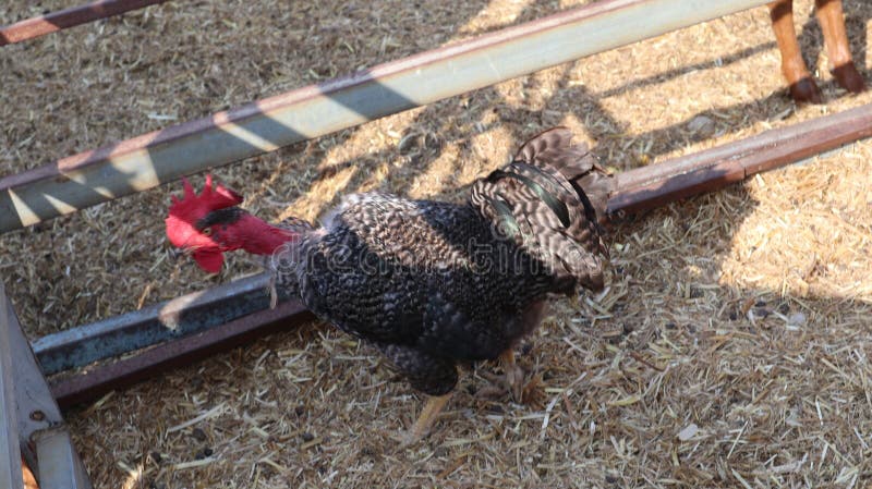 Chicken Farm, Poultry Farm, Birds Walking in the Yard. Stock Photo ...