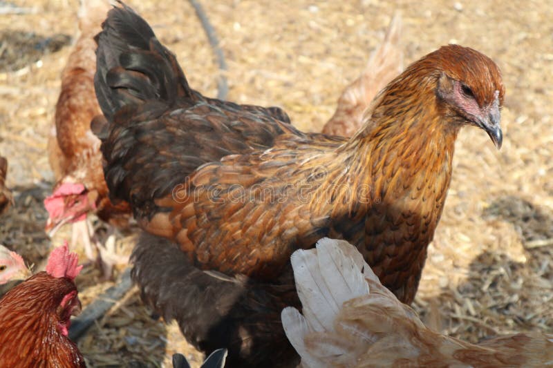 Chicken Farm, Poultry Farm, Birds Walking in the Yard. Stock Image ...