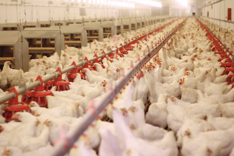 Chicken Farm, Poultry stock photo. Image of country, chicken - 36175480