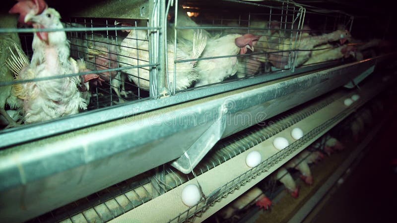 Chicken Farm, Poultry. stock video. Video of barn, crowd - 69227929