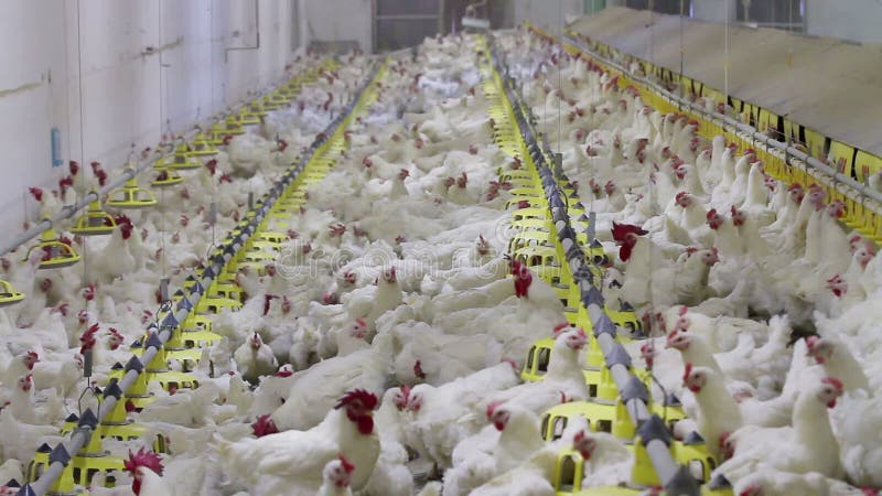 Chicken Farm with Many Healthy Chicken and Fresh Egg Stock Video ...