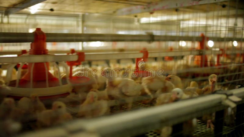 Chicken Farm with Many Healthy Chicken and Fresh Egg Stock Video ...