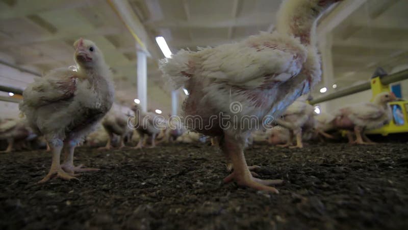 Chicken Farm Poultry Production Stock Video - Video of incubation ...