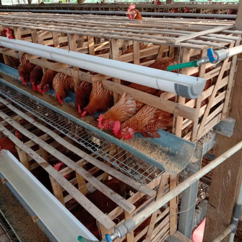 Chicken Farm with Profesional Working Stock Photo - Image of industri ...