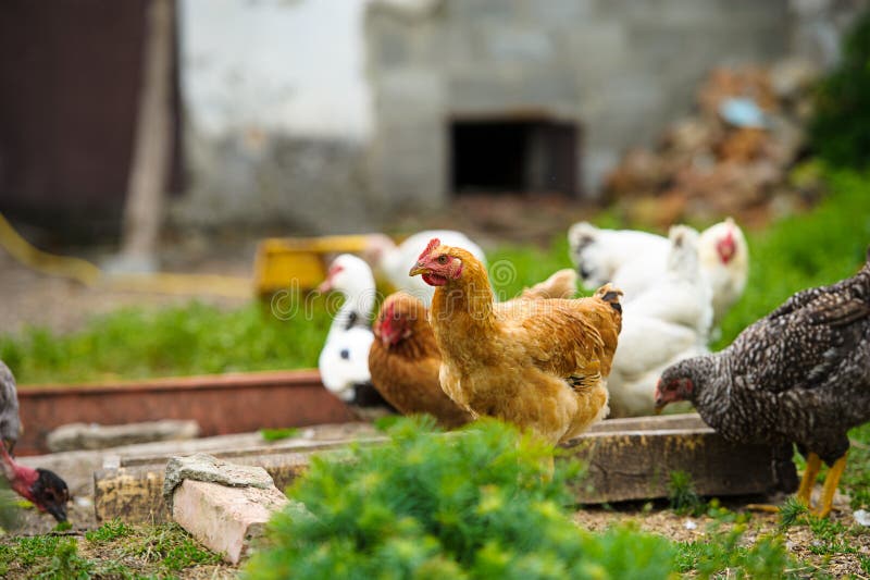 Chicken at the farm stock image. Image of feather, feed - 42372647
