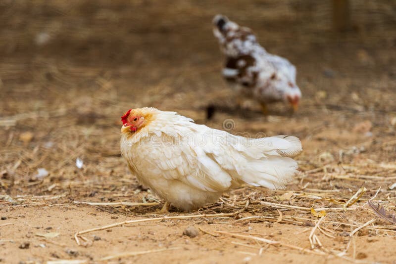 Chicken resting in a farm stock image. Image of beautiful - 139624017