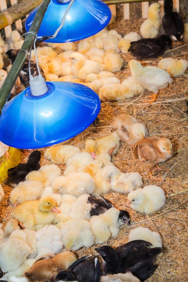Big poultry rearing farm stock image. Image of litter - 15216417