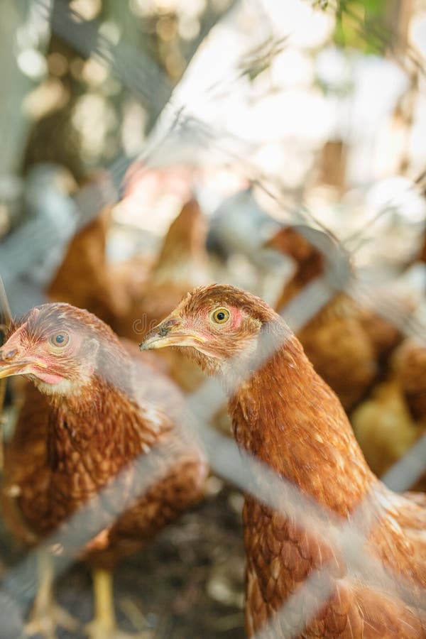 Chicken Farm, Three Chicken Stock Image - Image of closeup, domestic ...
