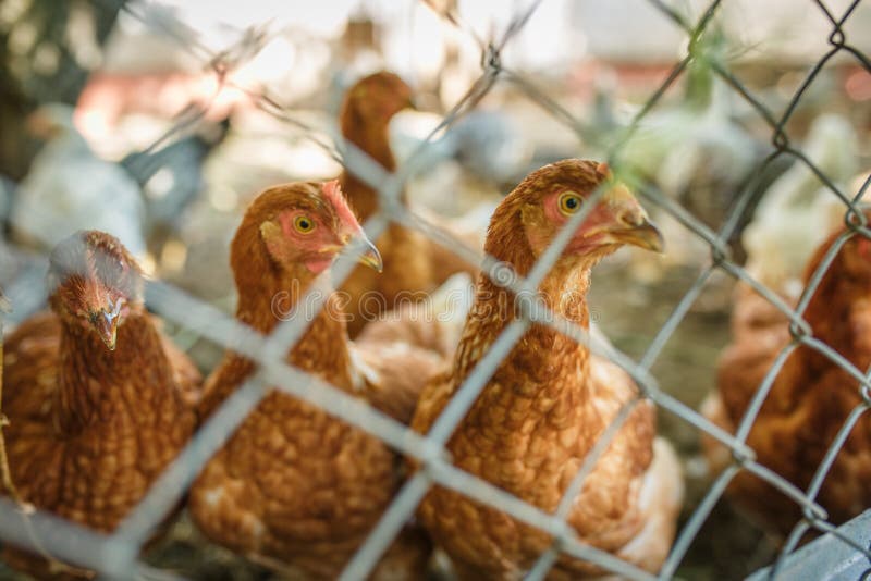 Chicken Farm, Three Chicken Stock Photo - Image of animal, chick: 104345440