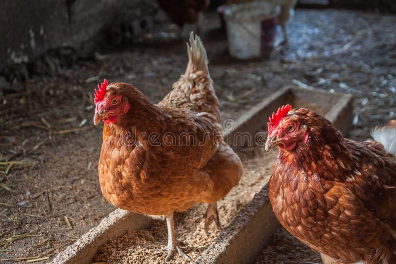 Chicken in a farm stock image. Image of feather, chicken - 146274213