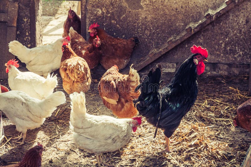 Chicken in a farm stock image. Image of meadow, comb - 146274565