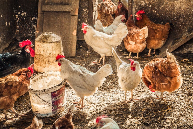 Chicken in a farm stock image. Image of food, living - 146274661