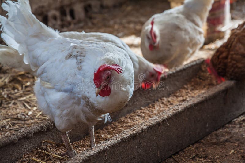 Chicken in a farm stock image. Image of farmyard, livestock - 146274885