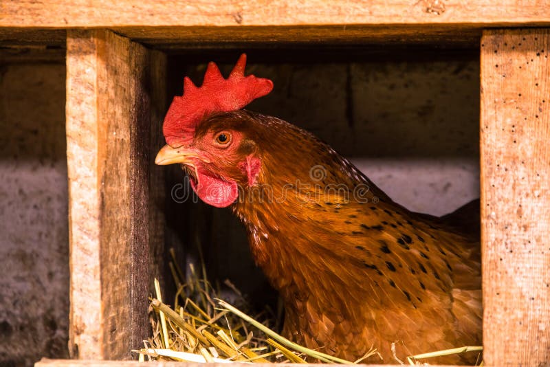 Chicken in a farm stock image. Image of organic, fowl - 146275411