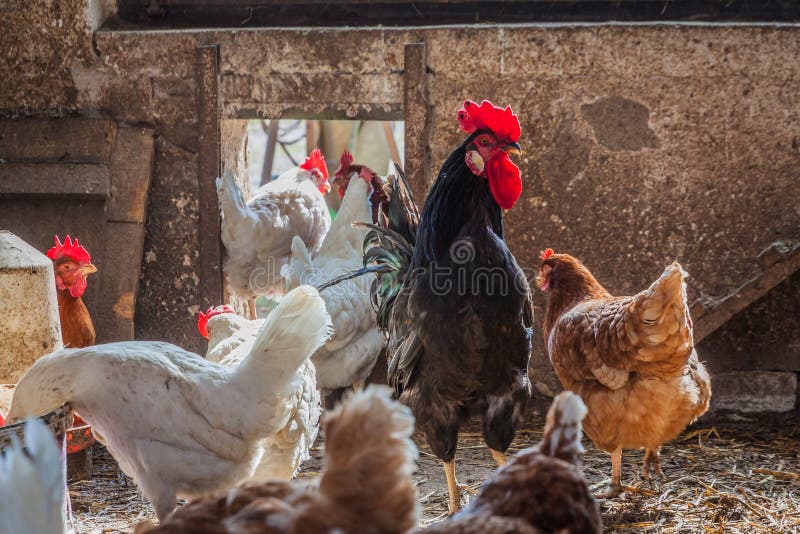 Chicken in a farm stock image. Image of organic, country - 146275299