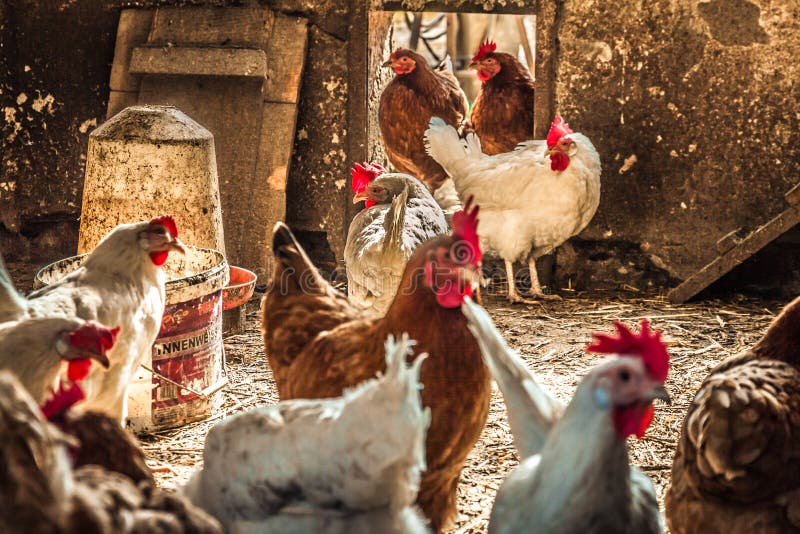 Chicken in a farm stock image. Image of bird, countryside - 146276015