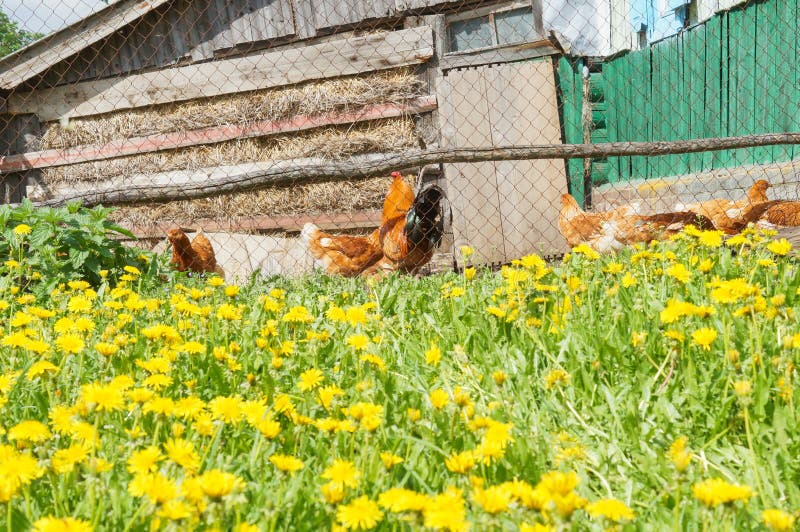 Chicken farm stock image. Image of chicken, chickens - 72509063