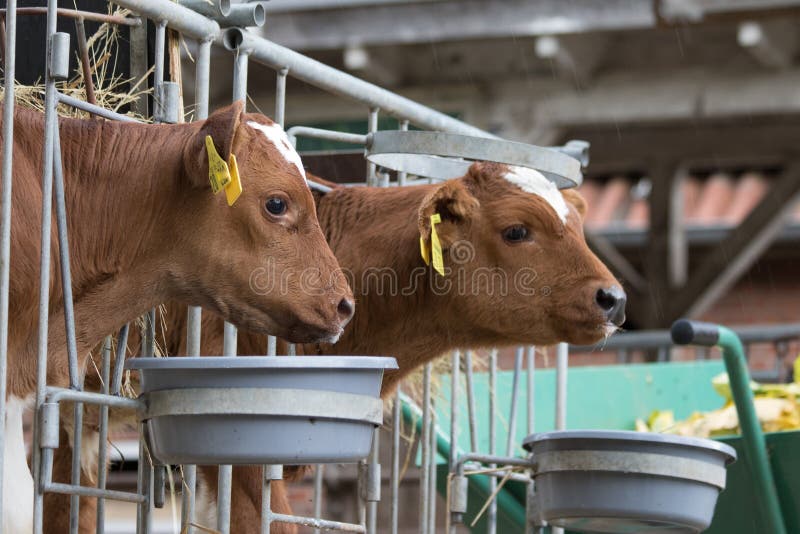 Chicken Farm Water Drinking Stock Photo - Image of drinking, drining ...