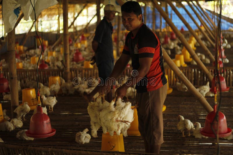INDIAN POULTRY FARM editorial photography. Image of chicken - 15793647