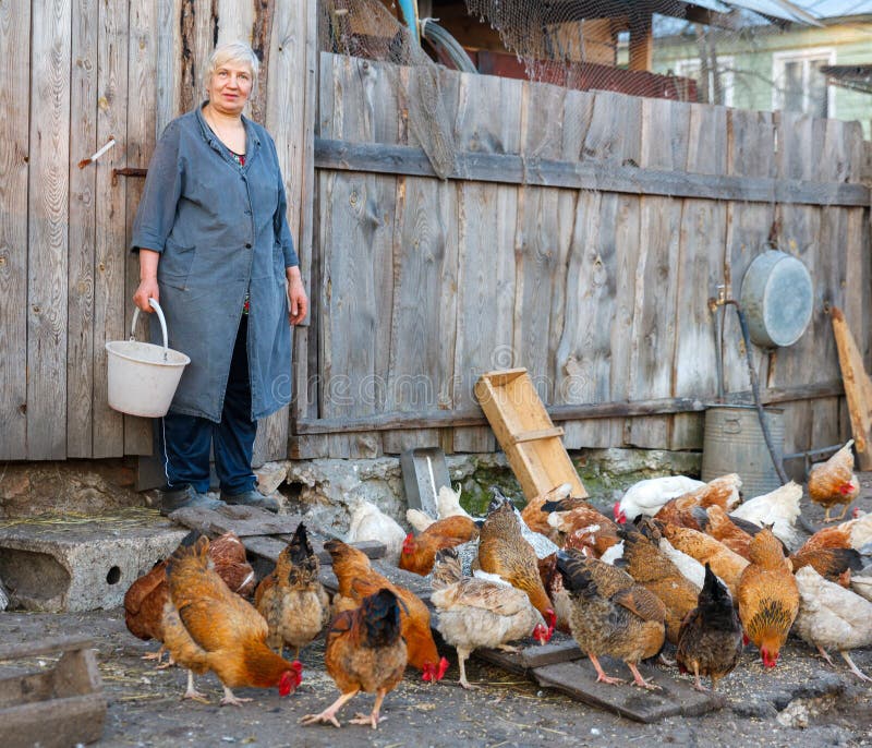 Chicken farm stock photo. Image of livestock, husbandry - 41483024