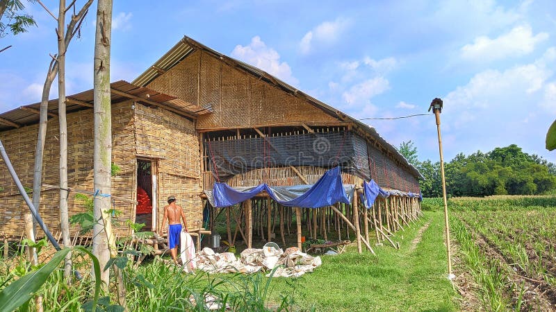 Chicken Farmer in the Coop at Work Stock Photo - Image of backyard ...