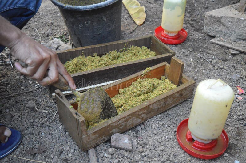 Chicken Farmer is Making and Mixing Chicken Feed Manually Stock Photo ... Chicken Farmer is Making and Mixing Chicken Feed Manually Stock Photo ...