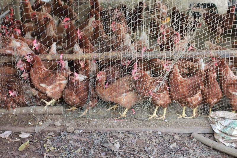 Chicken farming stock image. Image of chicken, local - 70125153