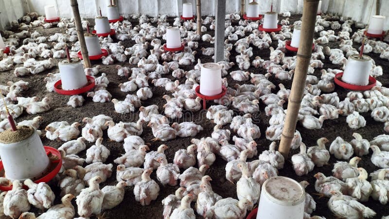 Chicken Farming at Madhubani Bihar India Stock Image - Image of farming ...