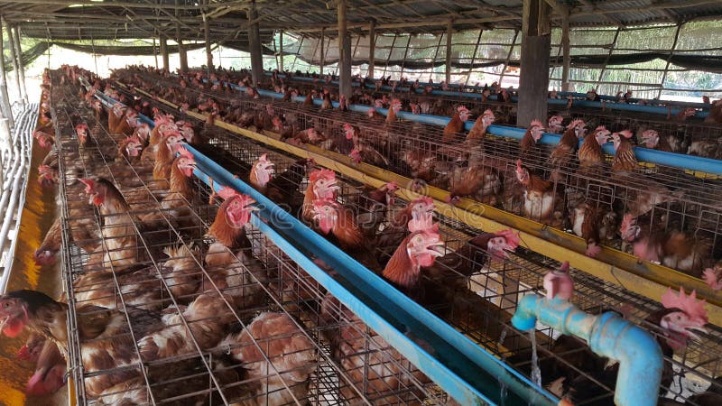 Chicken farms in Thailand stock image. Image of equipment - 83468197