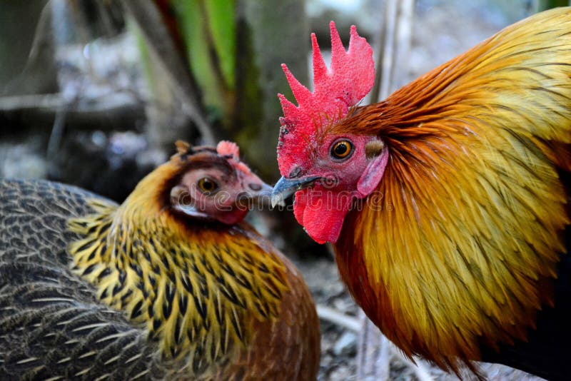 186 Father Hen Stock Photos - Free & Royalty-Free Stock Photos from ...