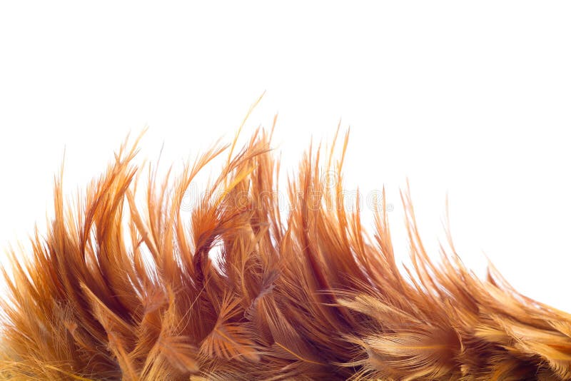 Chicken feather stock photo. Image of soft, background - 27659034
