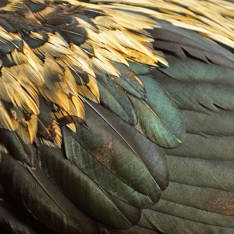 Chicken feather stock photo. Image of pattern, bird, domestic - 43762622