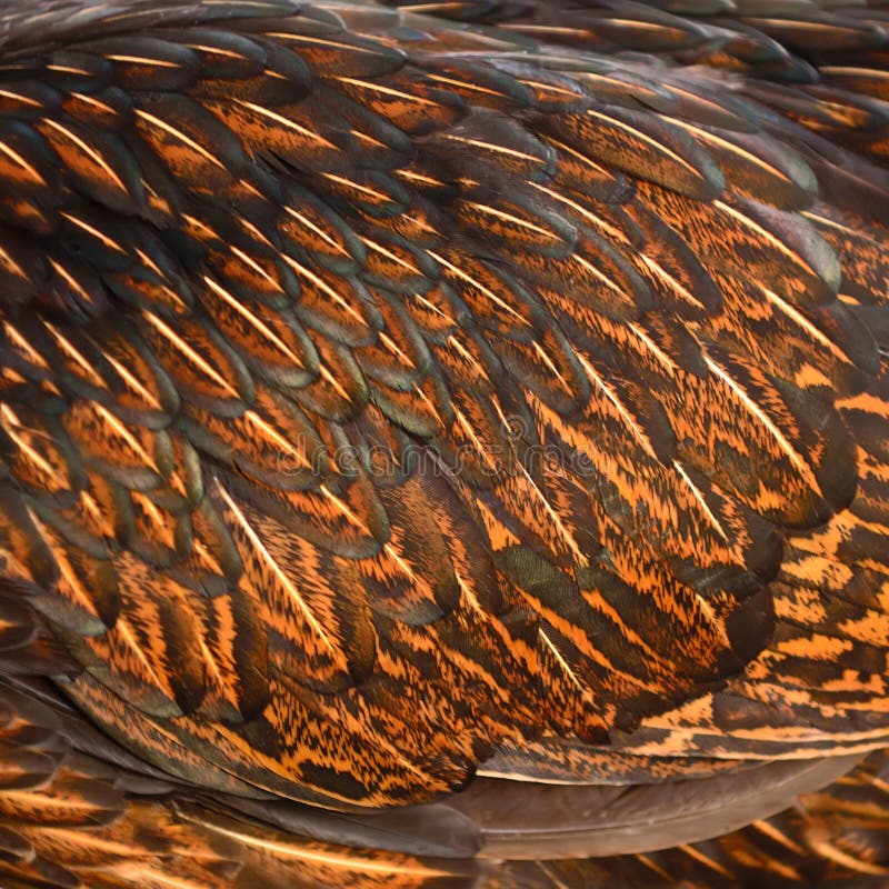 Portrait of a Fierce Chicken Stock Image - Image of copy, macro: 13156877