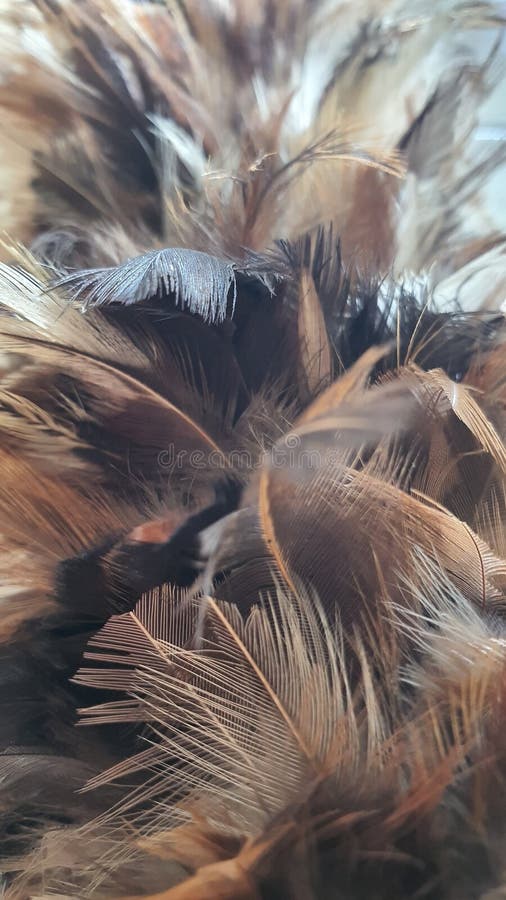 224 Chicken Feather Dust Stock Photos - Free & Royalty-Free Stock ...