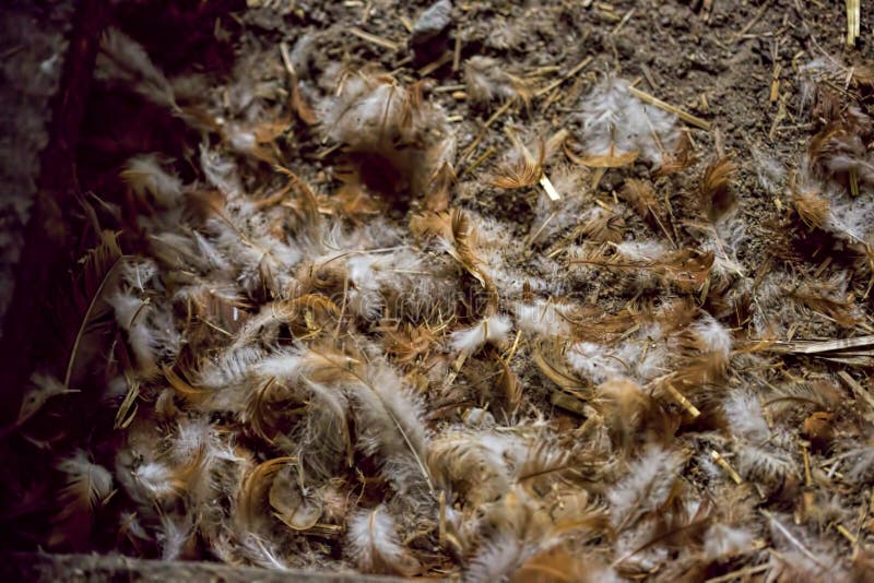 Chicken Feather on the Farm Stock Image - Image of farm, closeup: 88622817