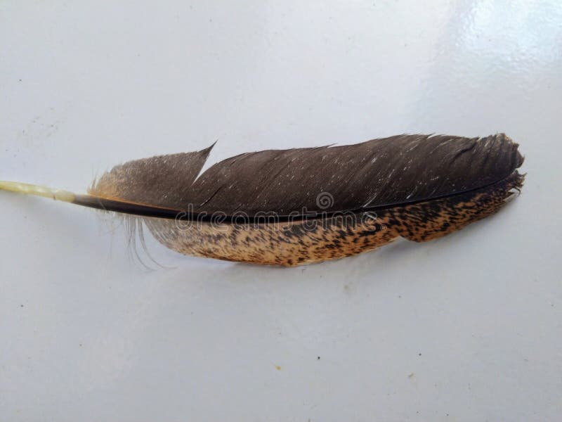 A Chicken Feather Fell on the White Floor Stock Photo - Image of floor ...