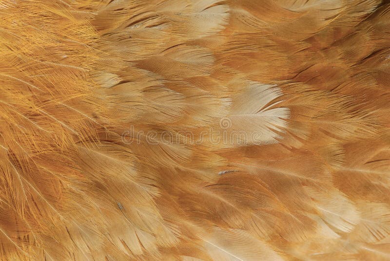 580+ Chicken texture Free Stock Photos - StockFreeImages