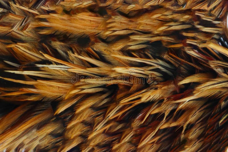 Chicken Feathers Background Texture. Stock Photo - Image of paint ...