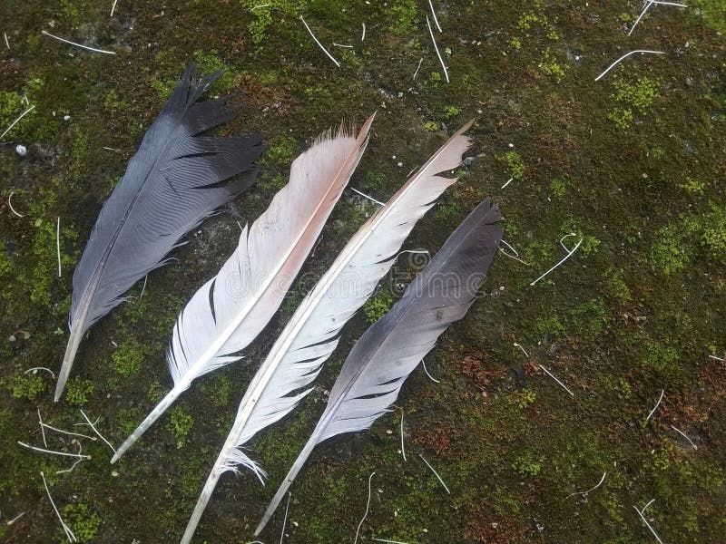 The Chicken Feathers Fell To the Ground Stock Photo - Image of ...