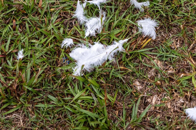 Chicken Feathers in the Grass Stock Photo - Image of grass, leaf: 297197494