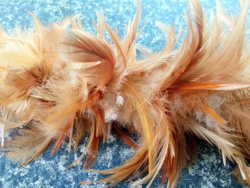 Chicken Feathers that Have Been Made into Duster Stock Photo - Image of ...