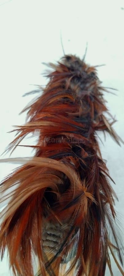 Chicken Feathers are Lightweight, Soft, and Used for Insulation ...