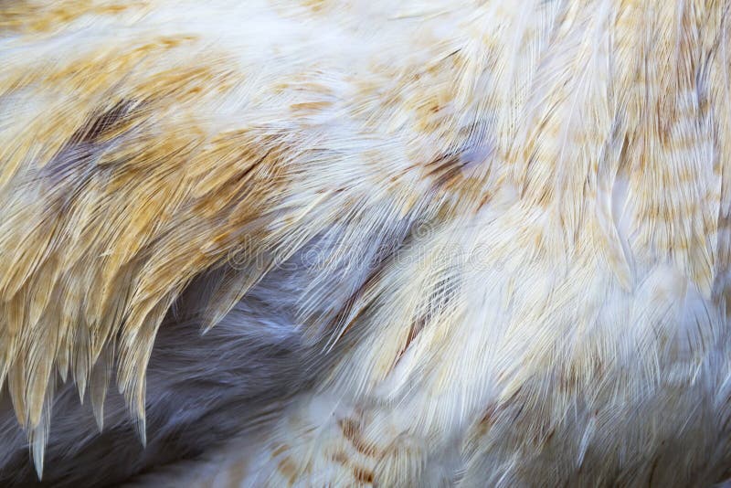 Mottled Chicken Feathers Macro Stock Image - Image of natural, material ...