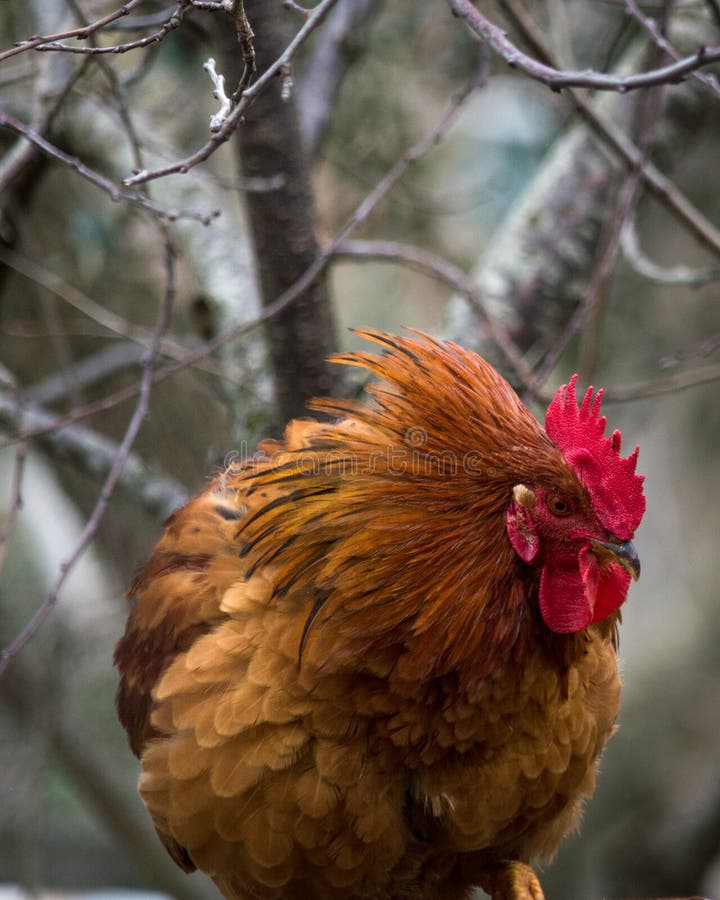 Chicken feathers stock image. Image of floor, country - 50701267